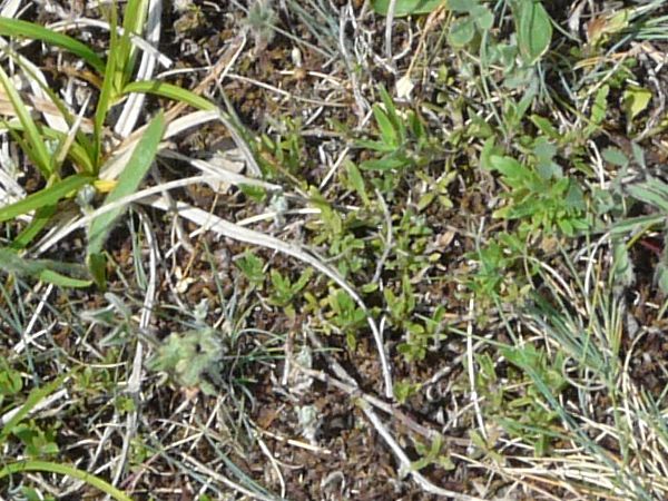 other grass texture 0037 - Texturelib